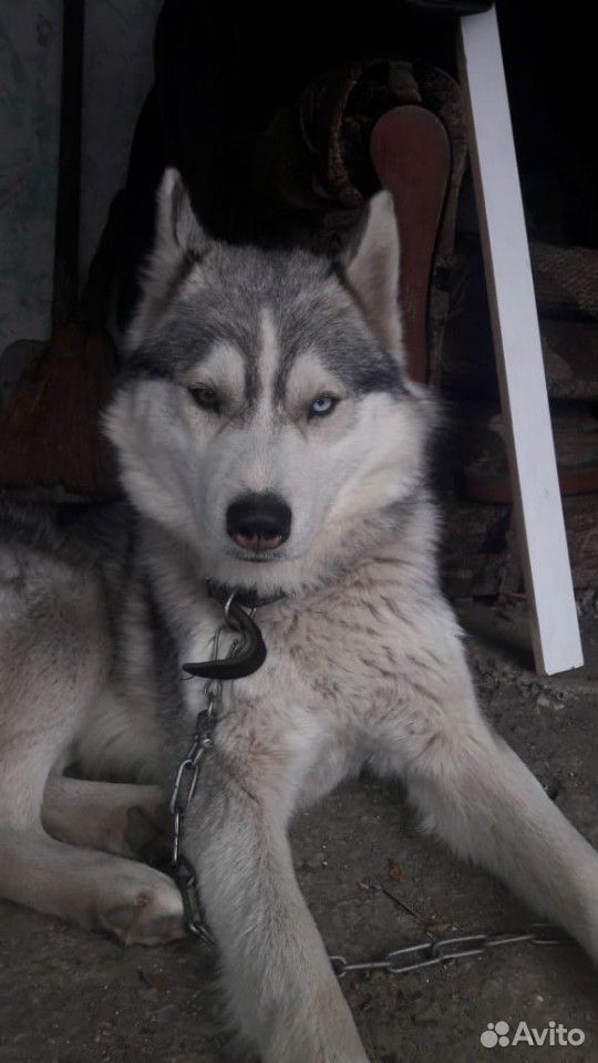 Потерялся Сибирский хаски