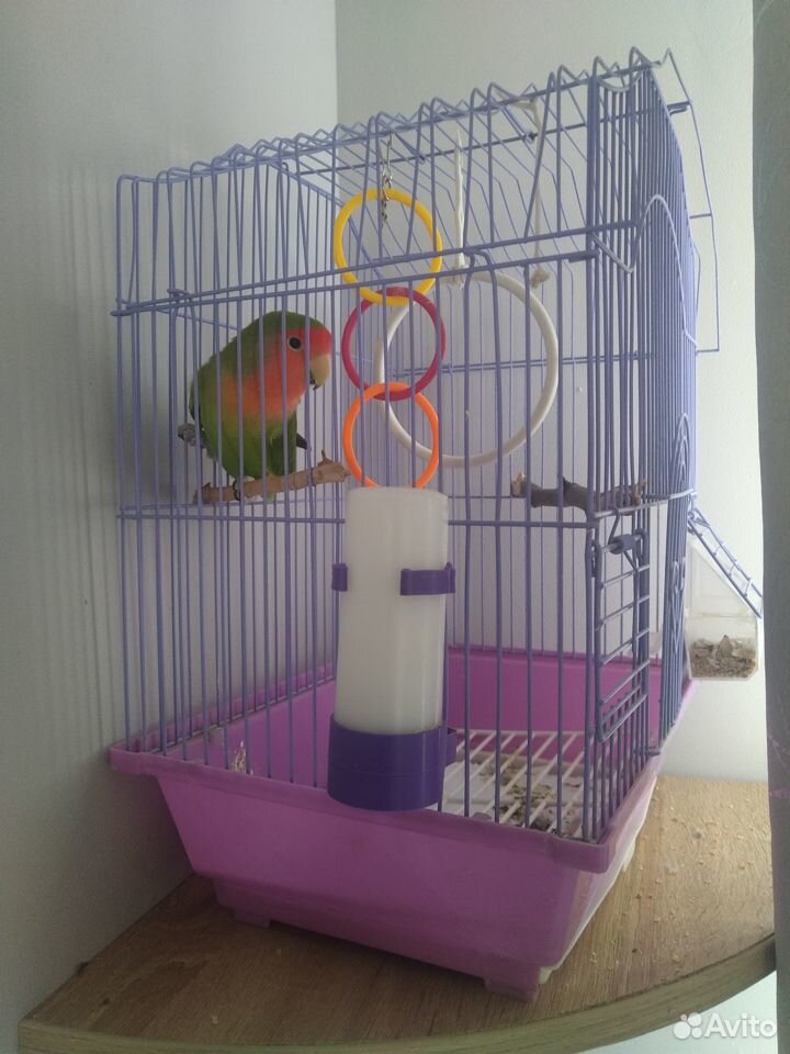 Попугай неразлучник 2 года отдаем вместе с клеткой