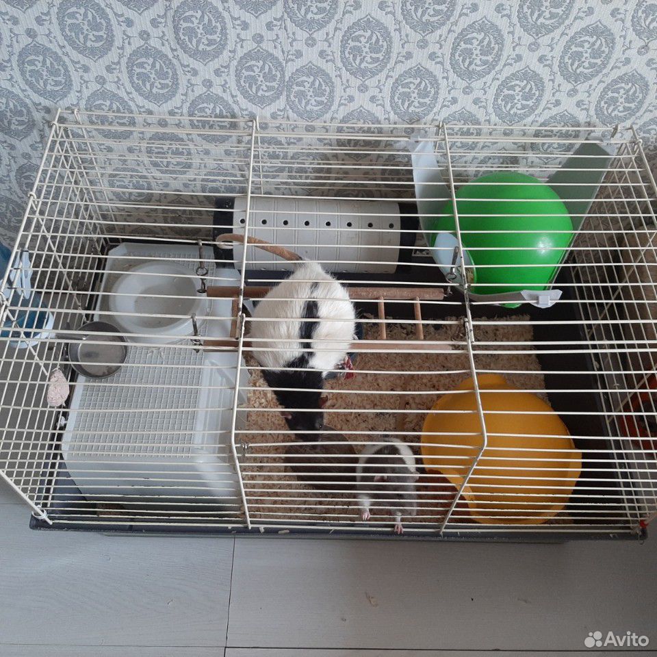 Отдам двух крыс. Клетка в подарок)