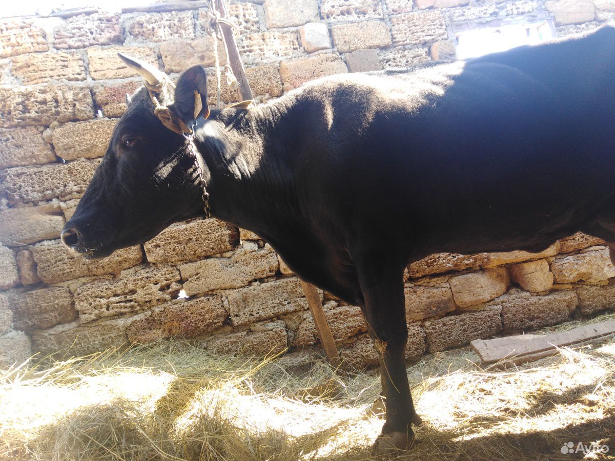 Продам коров