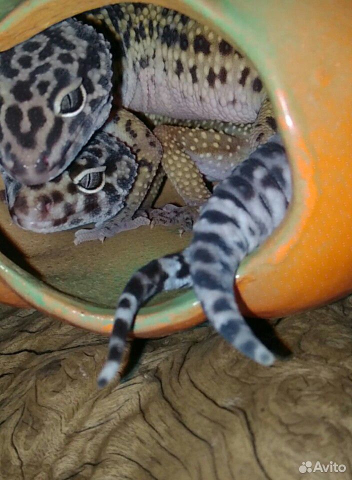 Эублефар случка