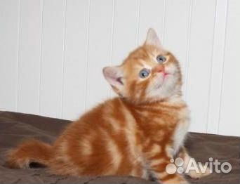 Британец красный мрамор Армани