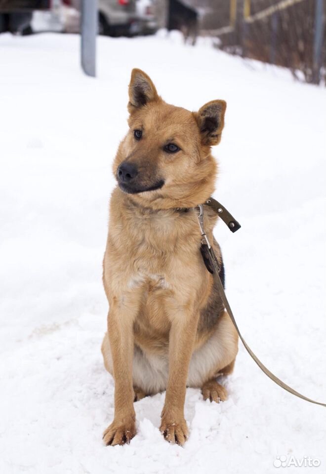 Собака Герда