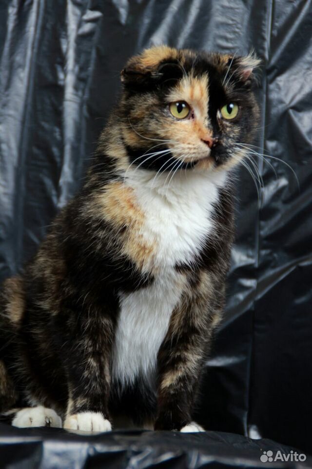 Ищем дом Ряба. Очень ласковая и нежная кошечка. Лю