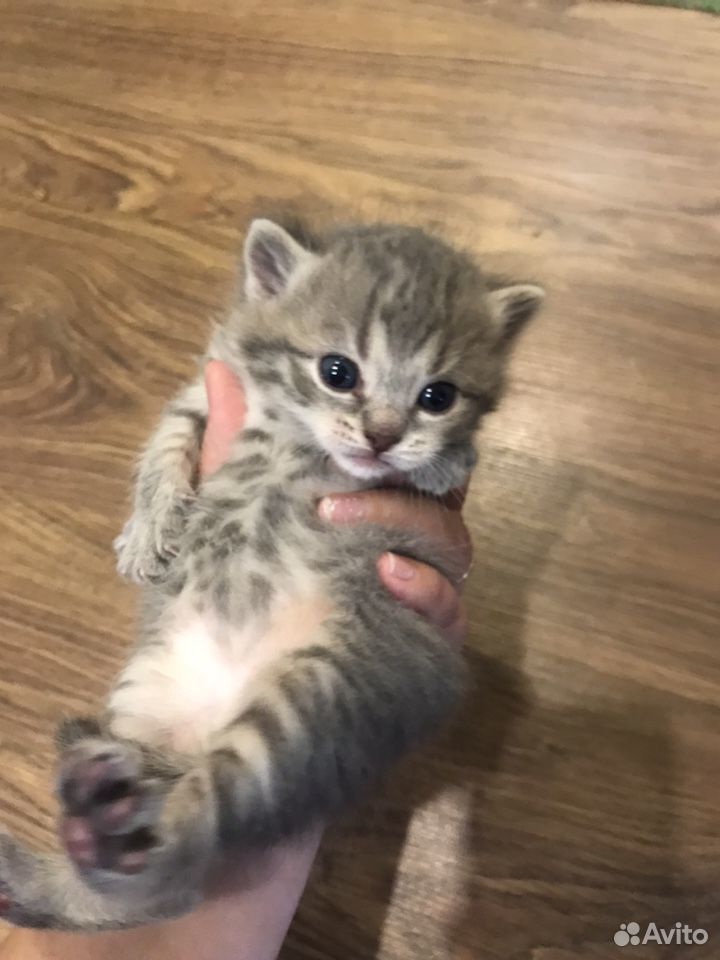 Котята