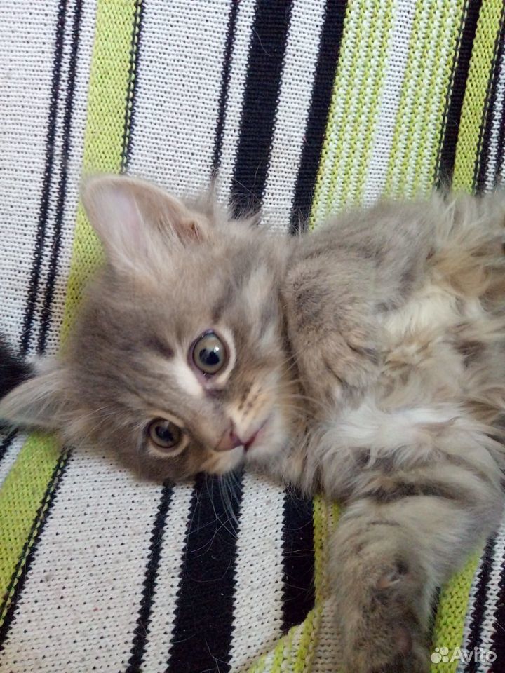 Наталья Гончарова рекомендует: котенок Пушинка