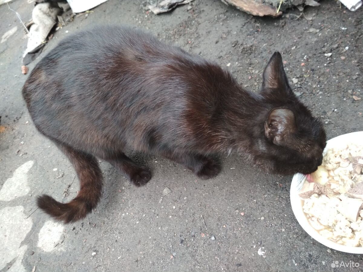 Кошечка тёмно-коричневый с отливом окрас