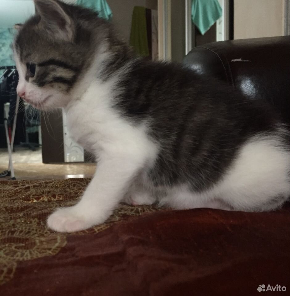 Отдаём в добрые руки котёнка (кот), ест домашнюю е