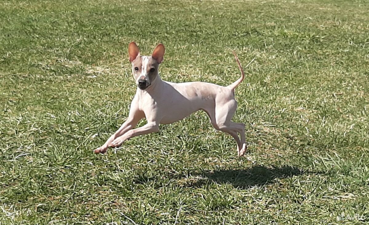 Американский голый терьер, щенок, сука, 6 мес