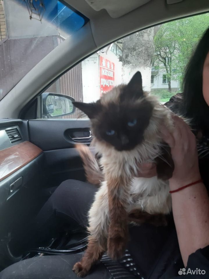 Кошечка Ванесса