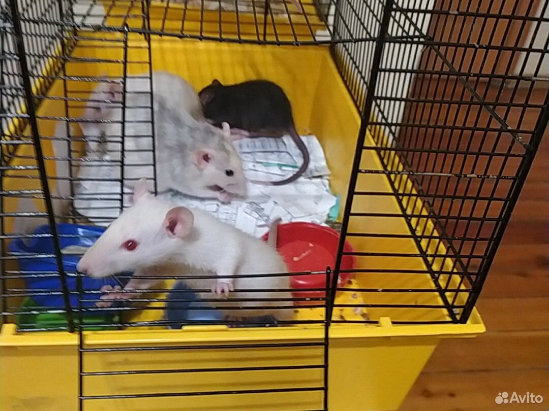 Крысята/Альбиносы