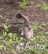 Веселый, смышленый котенок, пушистый бельчонок