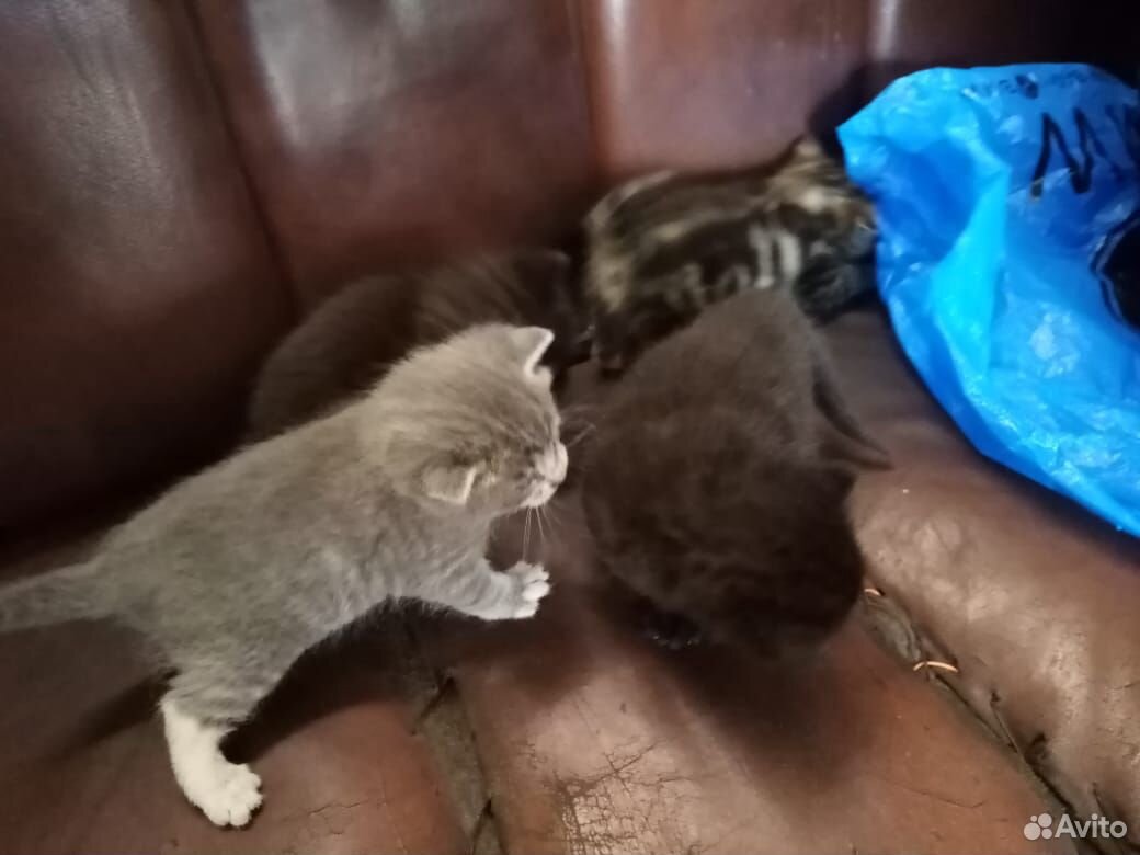 Котята