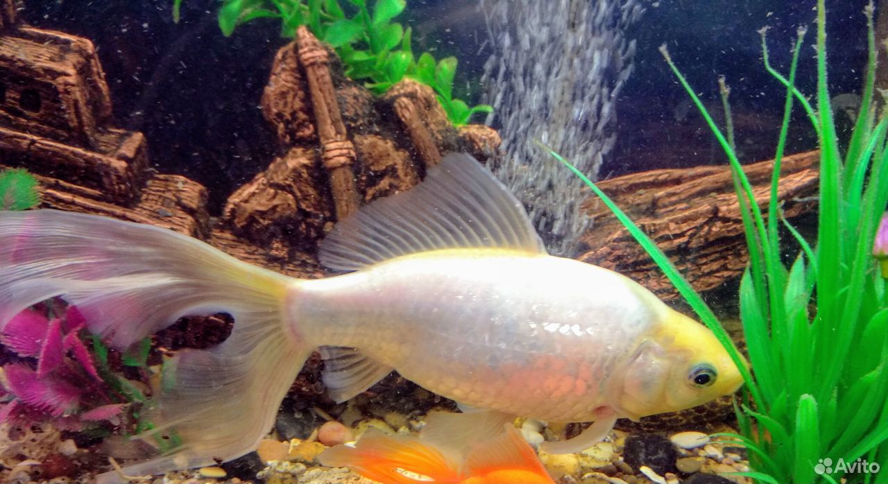 Аквариумные рыбки