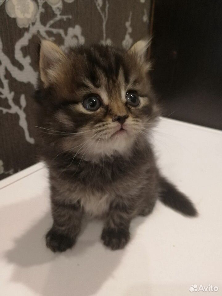 Продам друга котёнка британца