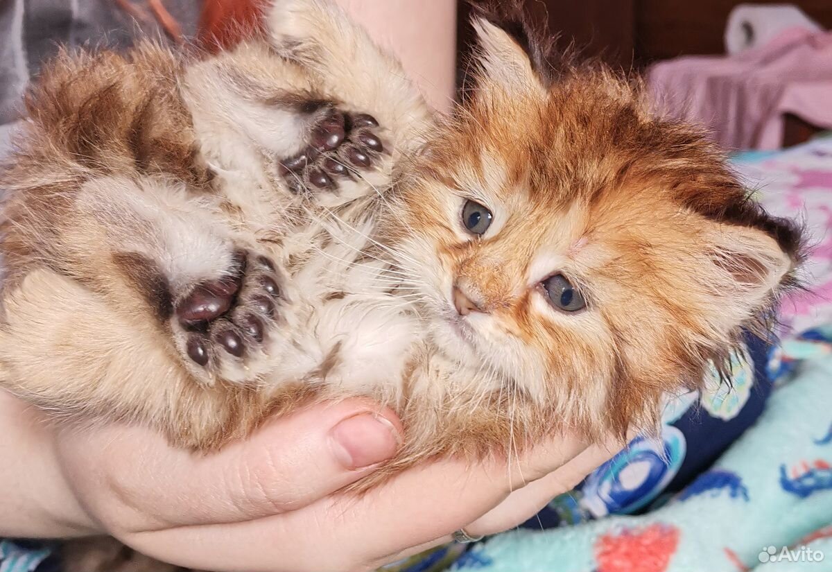 Эксклюзивные пиксибоб котята