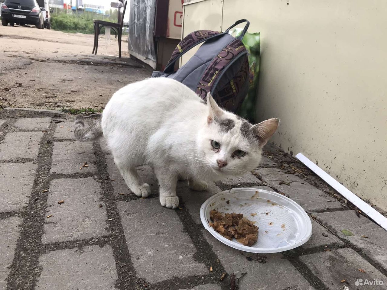 Кошка-белоснежка