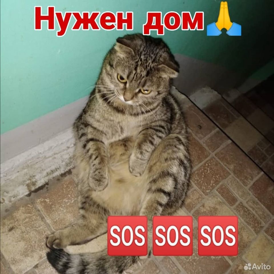 Добрая,ласковая красавица-полосаточка в дар