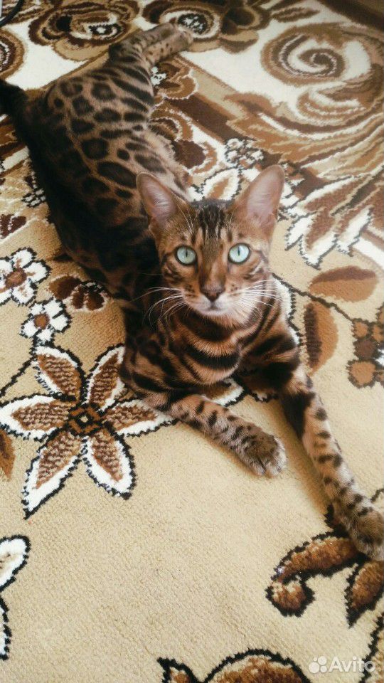 Бенгальская кошечка