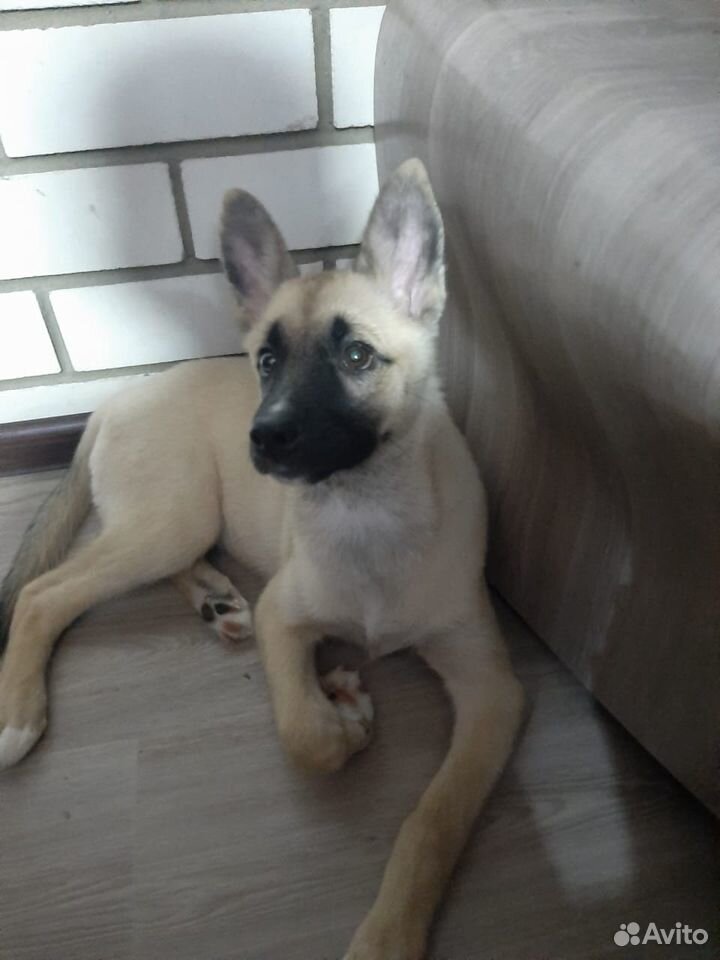 Отдам собаку