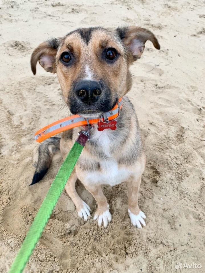 Собачка в добрые руки