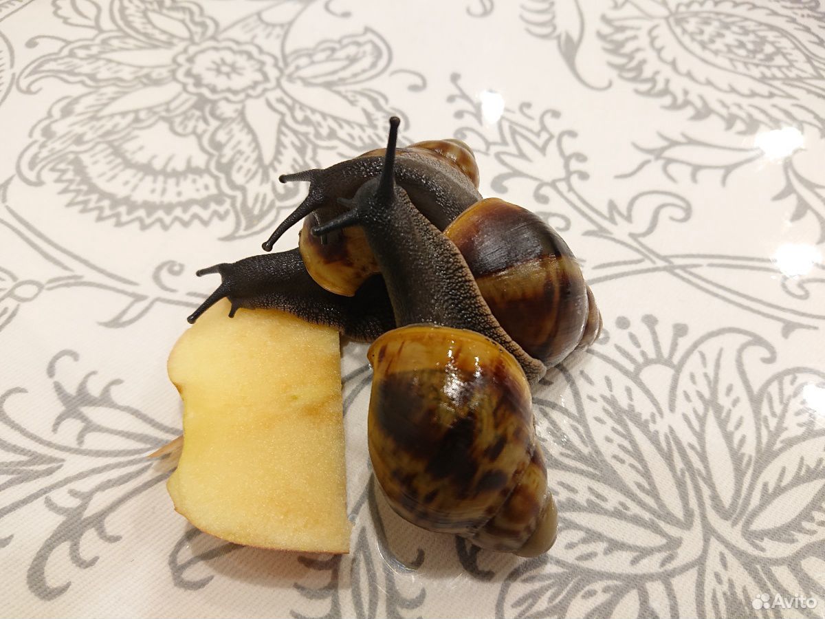 Маргината маргината