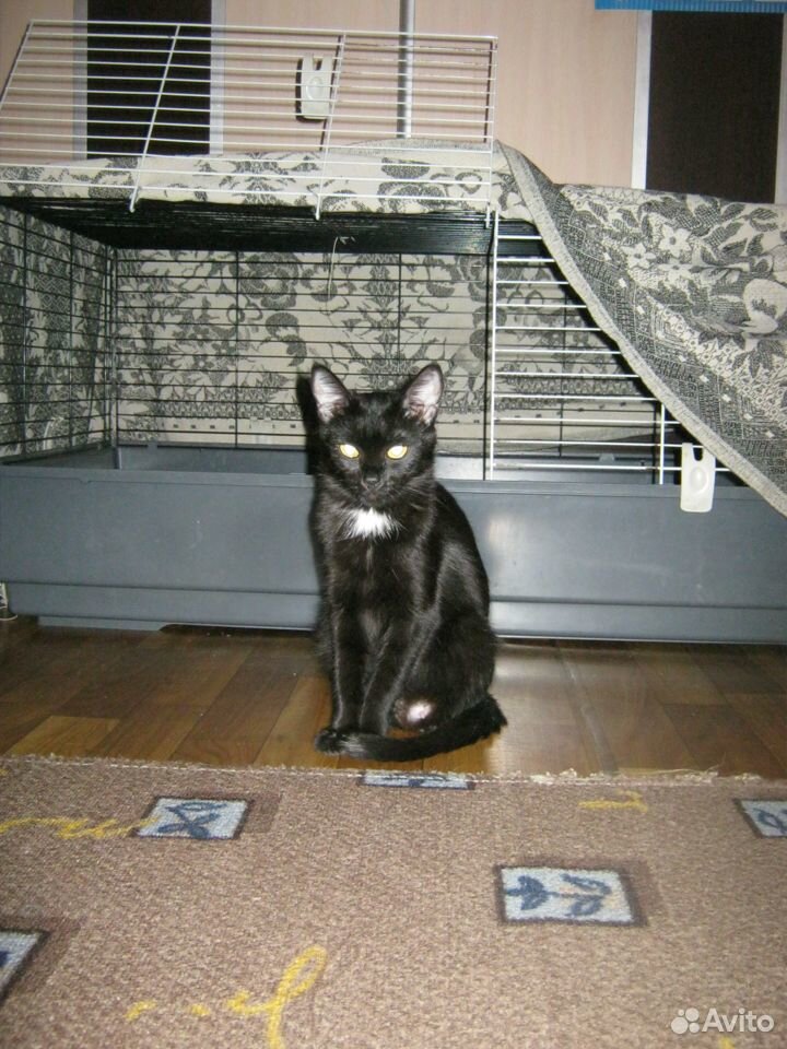 Котята огонь