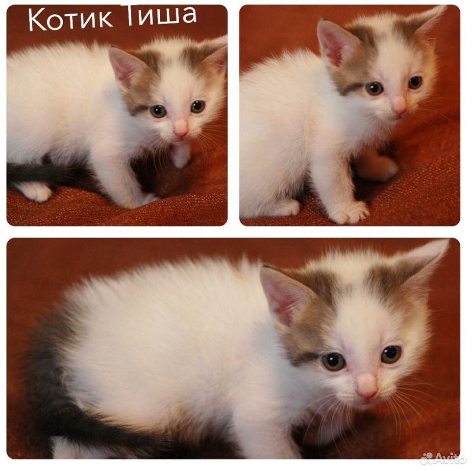 Супер ласковые 1,5 мес котята в добрые руки