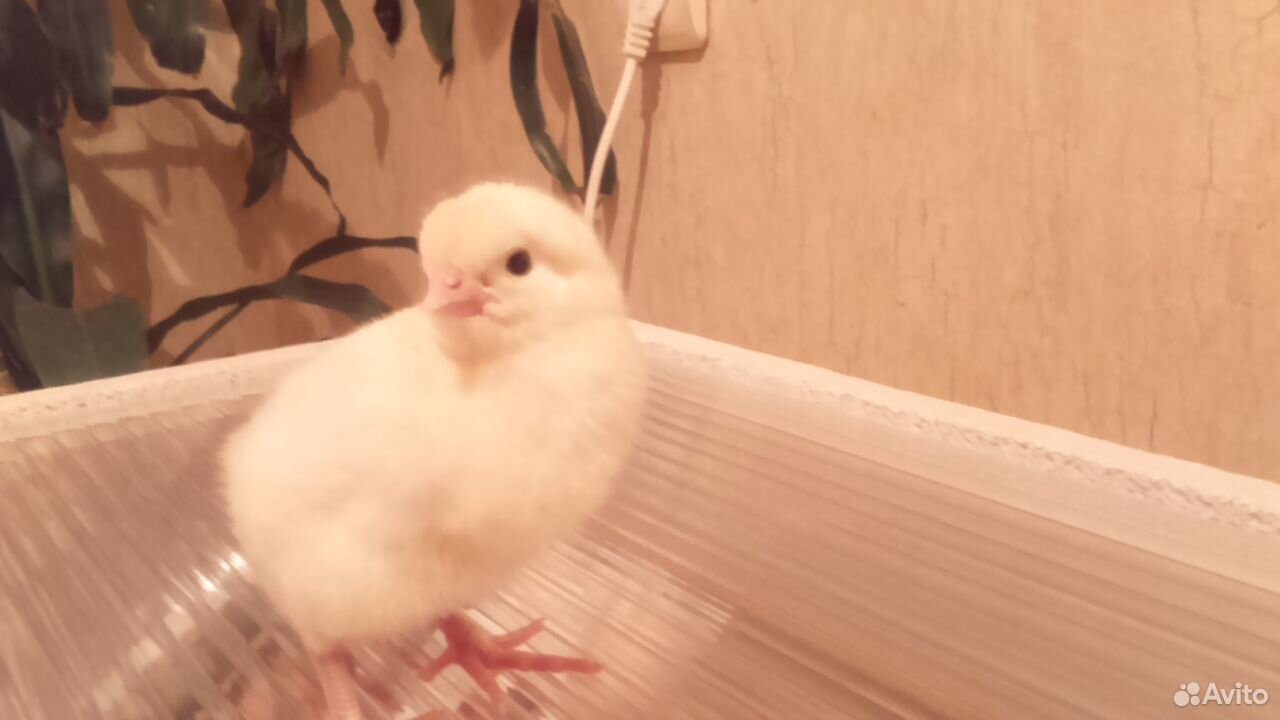 Бройлеры Росс 308