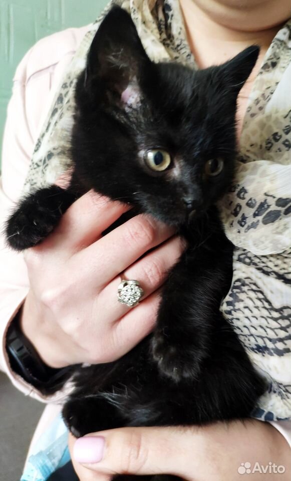 Маленький Пантерик выбирает семью