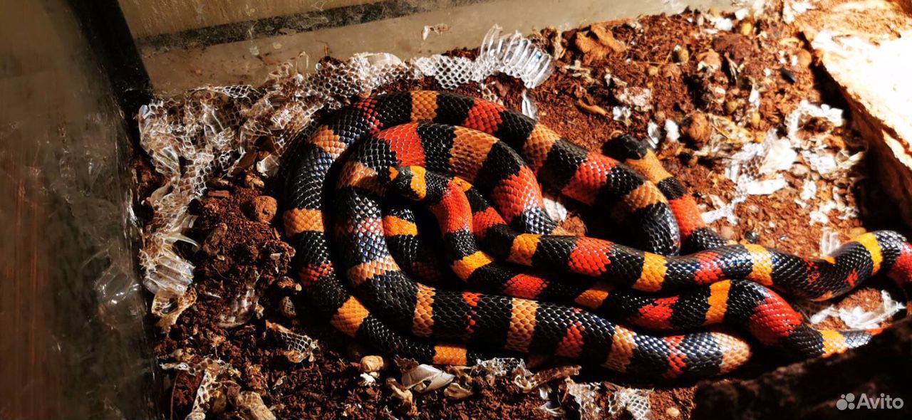 Продаю молочную змею Кэмпбелла