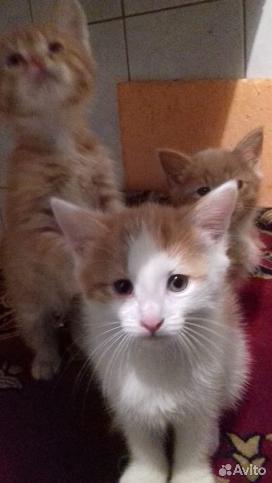 Котята 2 мес в добрые руки