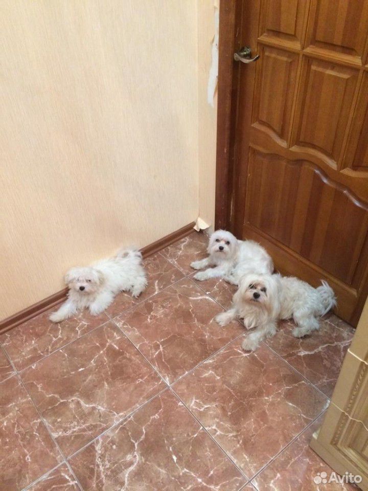 Мальтезе для вязки
