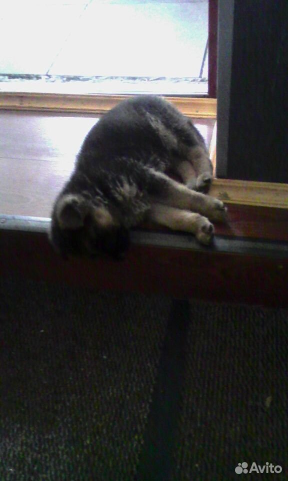 Щенок немецкой овчарки