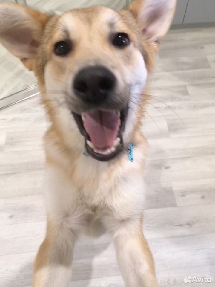 Лари ищет семью