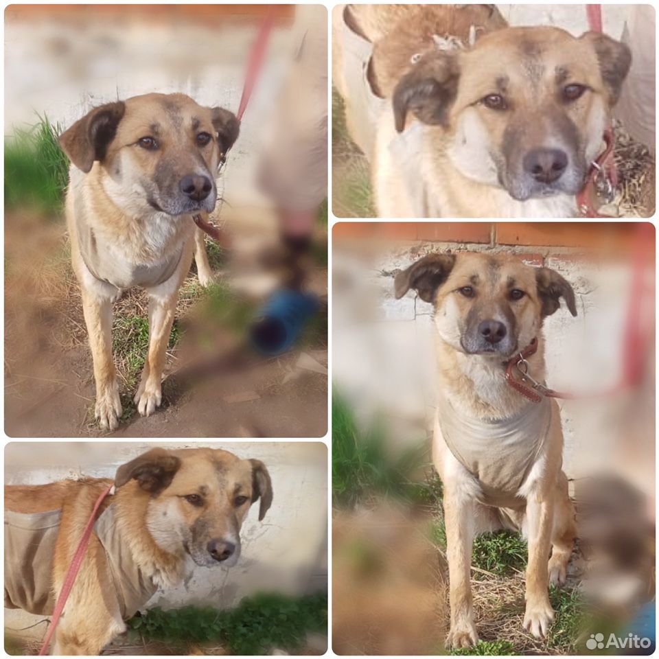 Собака Щенок бесплатно в дар в добрые руки SOS ище