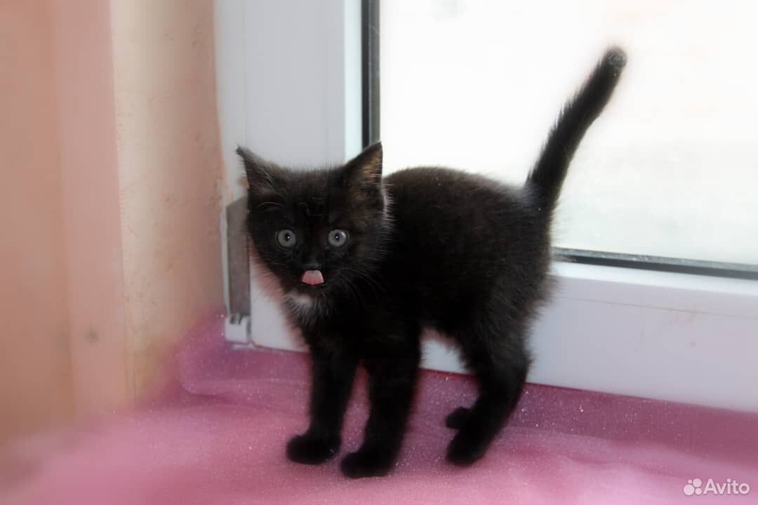 Котёнок, девочка, чёрная, Луна, 1,5 мес.в добрые р