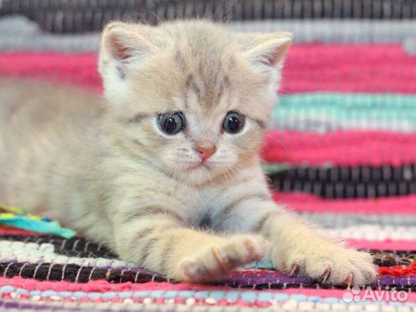 Голубой золотистый затушёванный красавчик