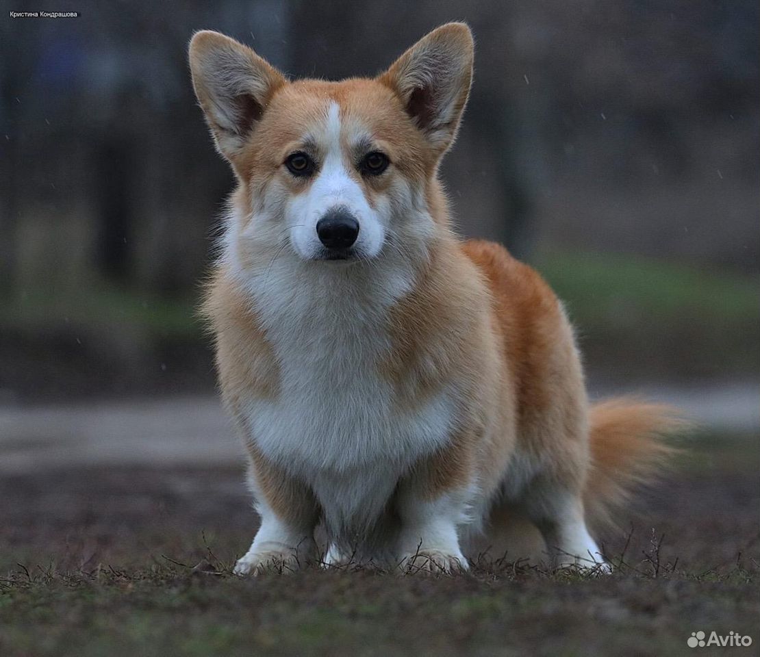 Щенок породы вельш-корги-пемброк