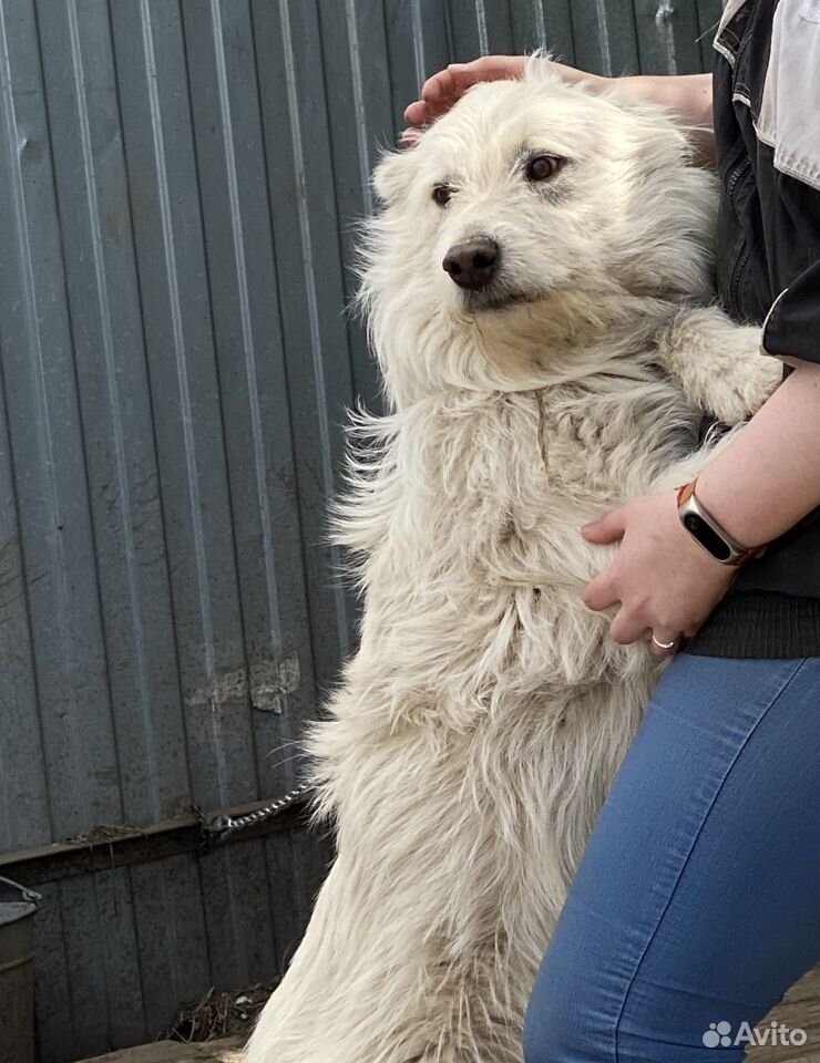 Кобелёк Крокус