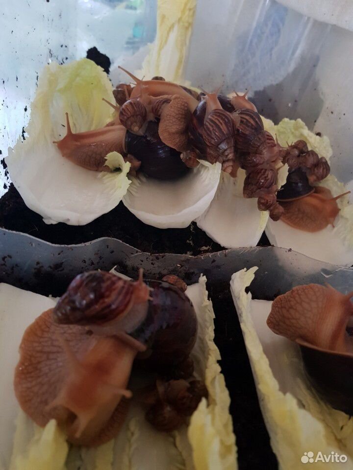 Улитка африканская