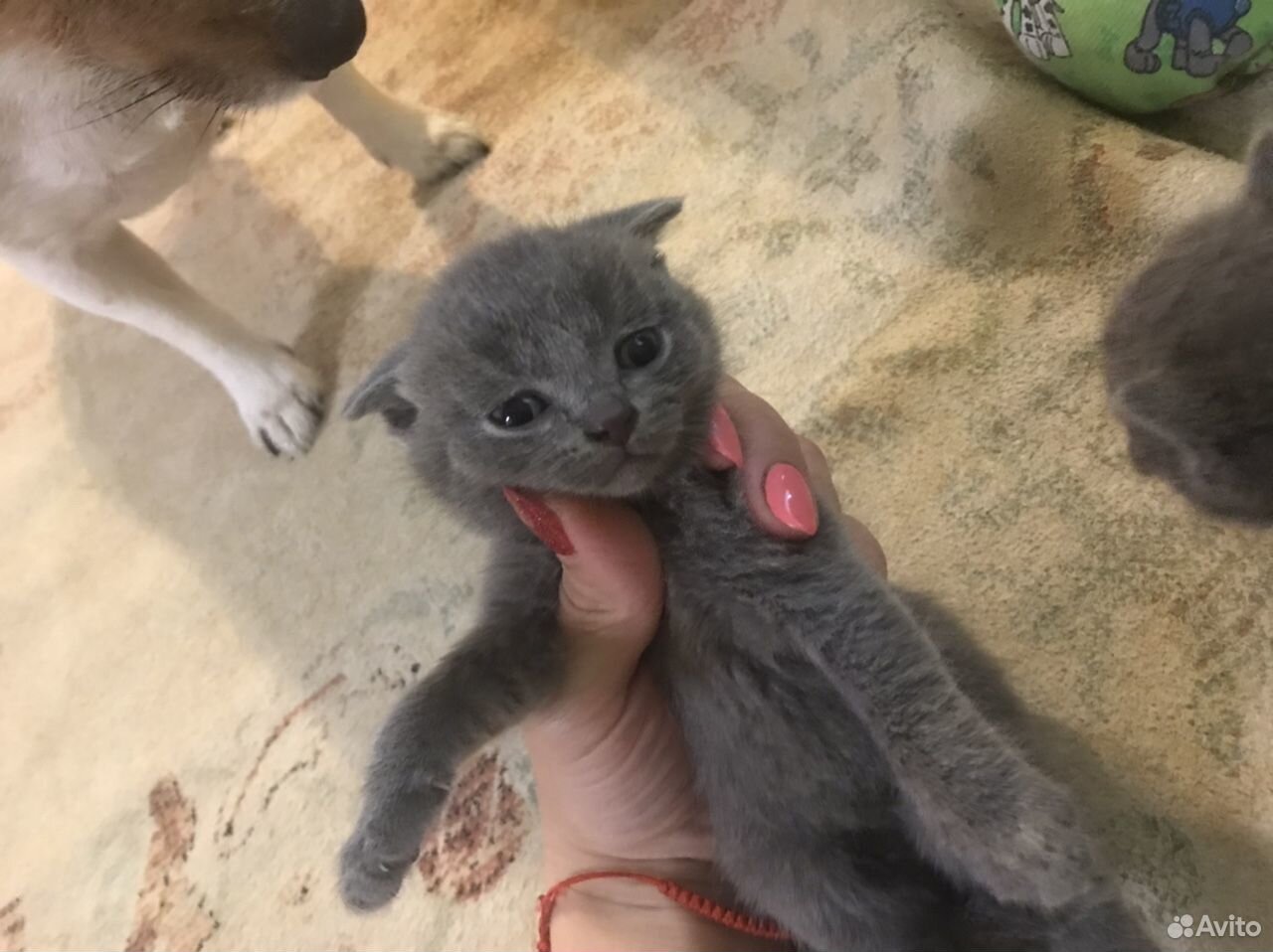 Шотландские котята