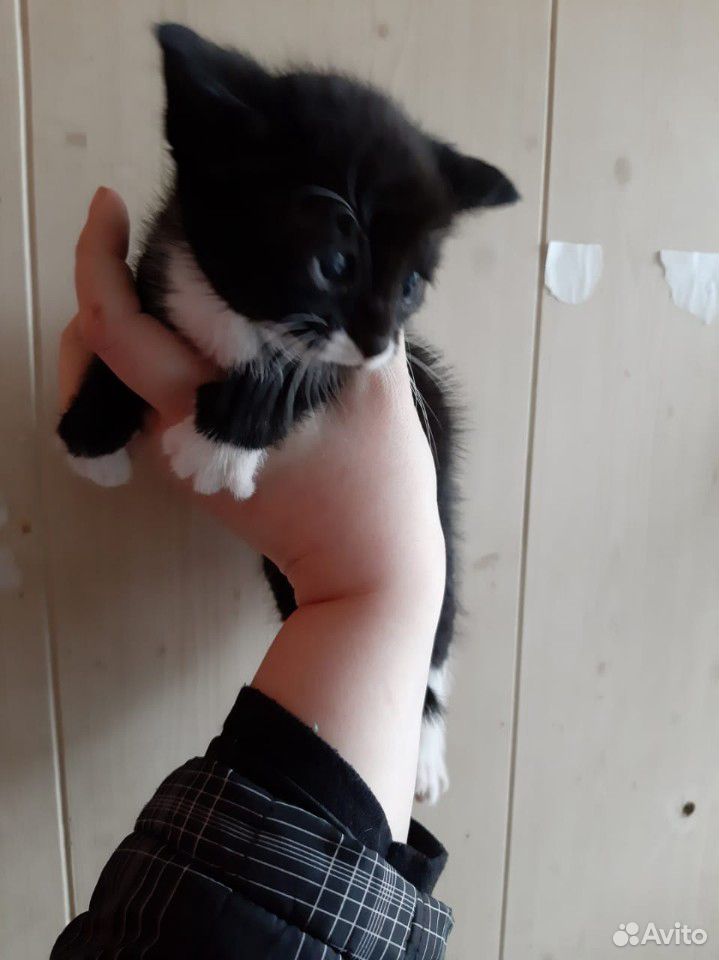Кошка