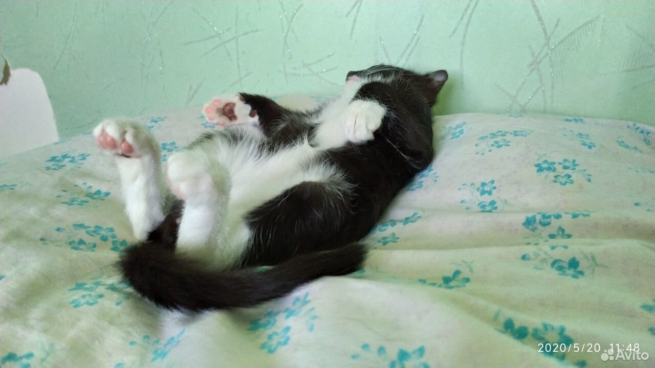 Уютные кошанчики в добрые руки