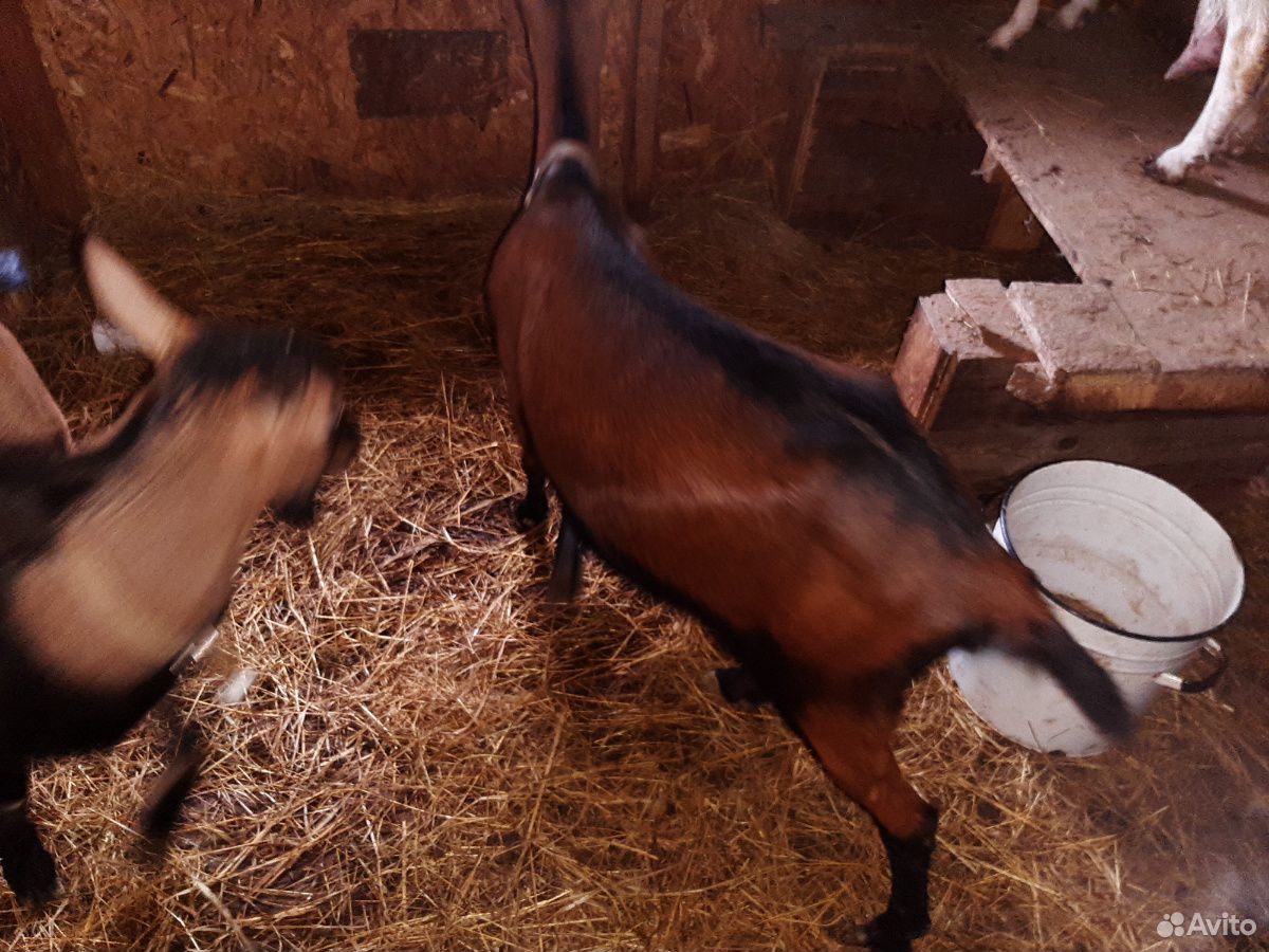 Коза Альпа-чешка