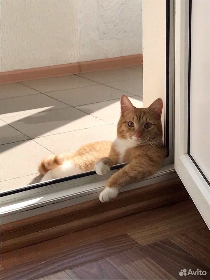 Кот