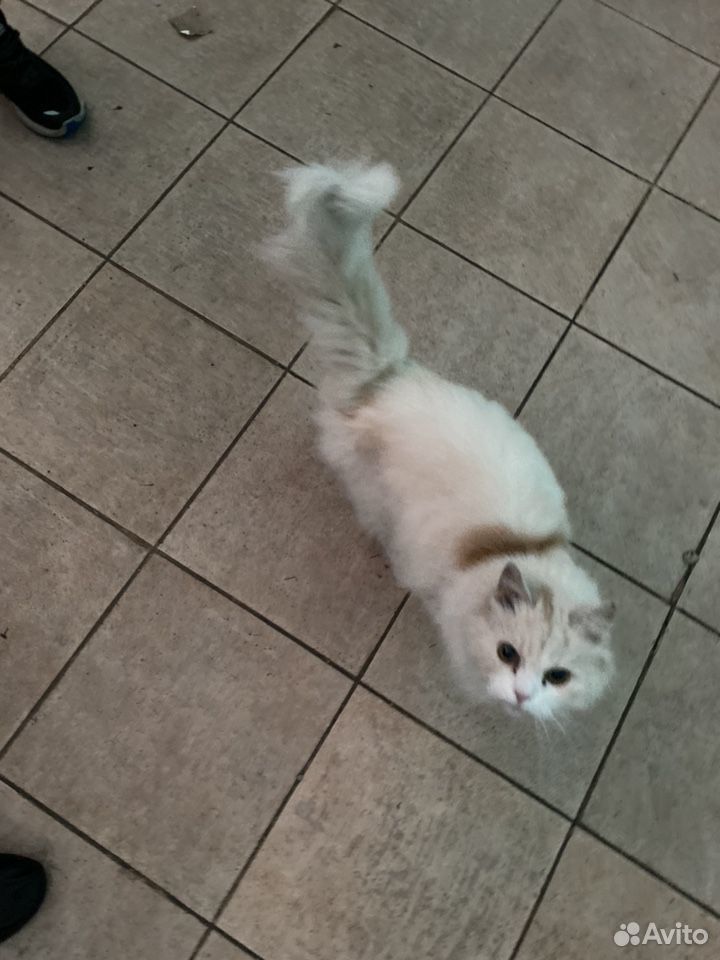 Домашней кошке нужен хозяин