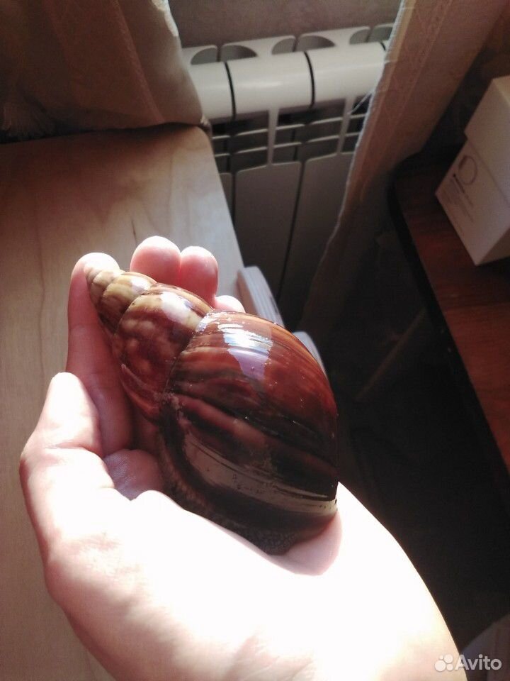 Ахатины в добрые руки