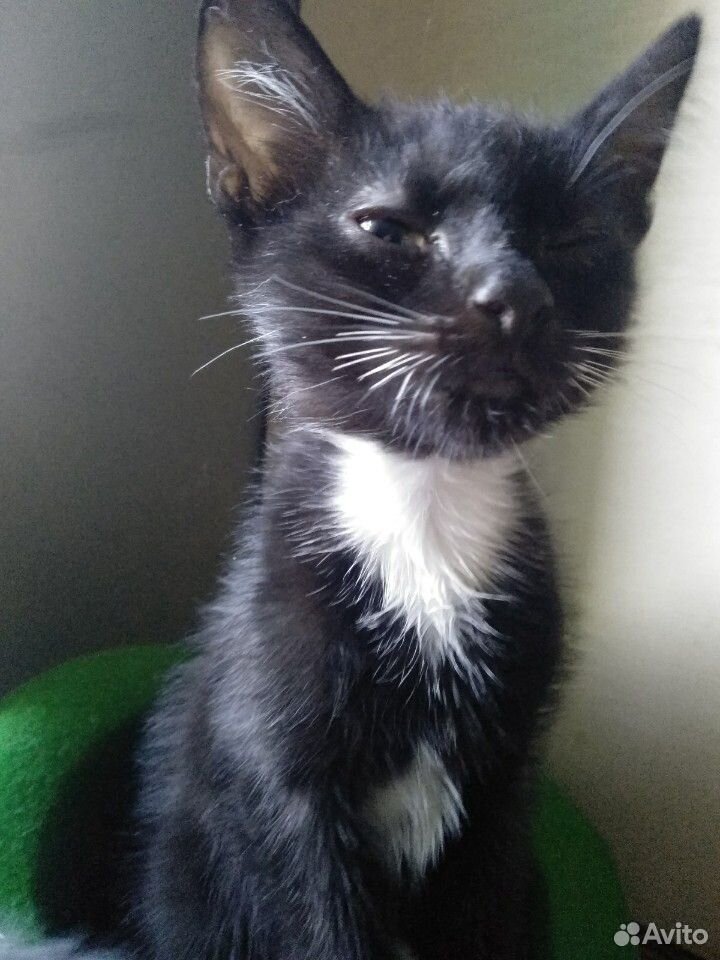 Черно-белая котышка мальчик 2 месяца