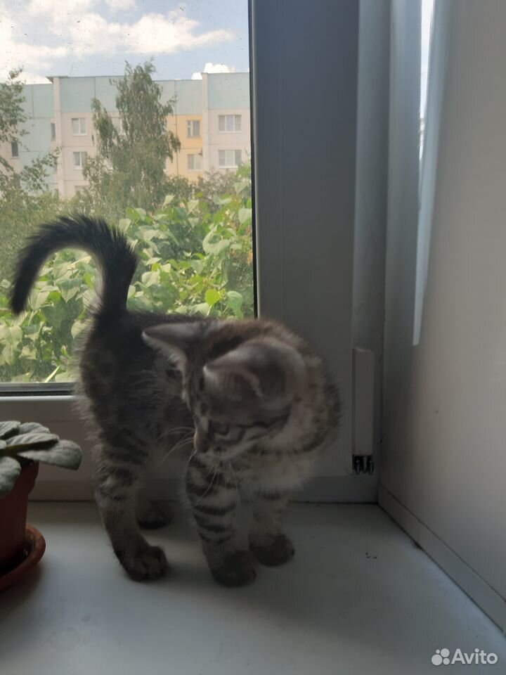 Прелестные котята в добрые руки